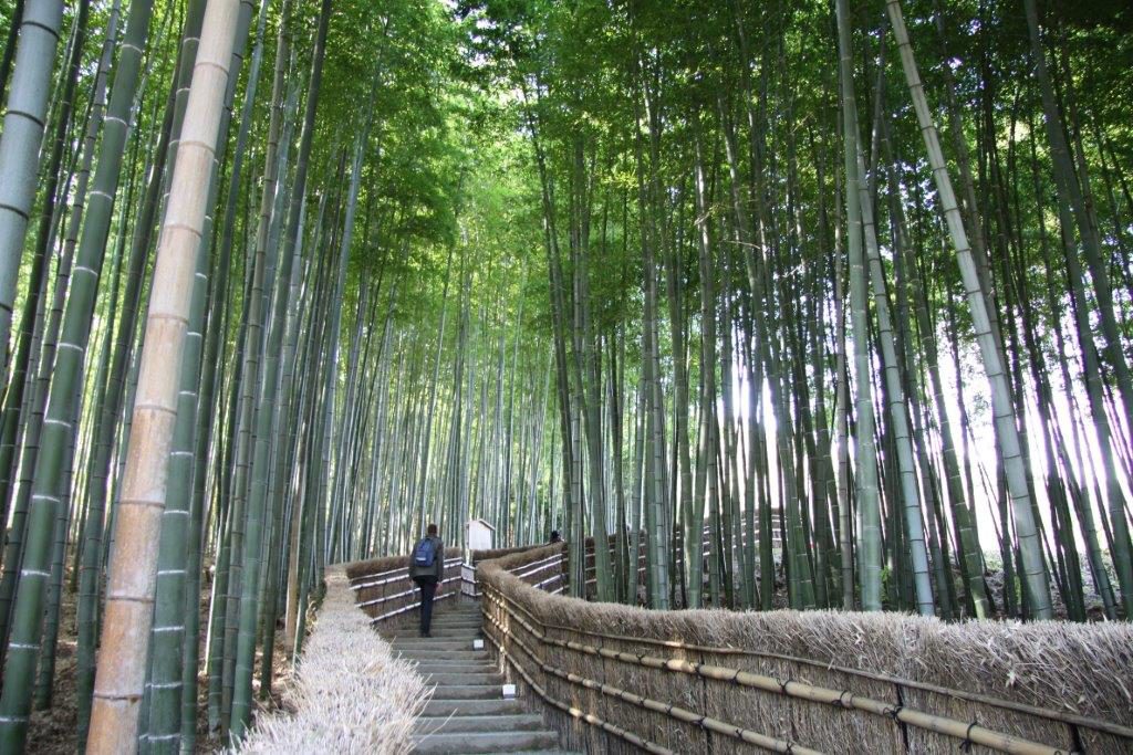 bamboo forest – WRITER & AWARD WINNING JOURNALIST